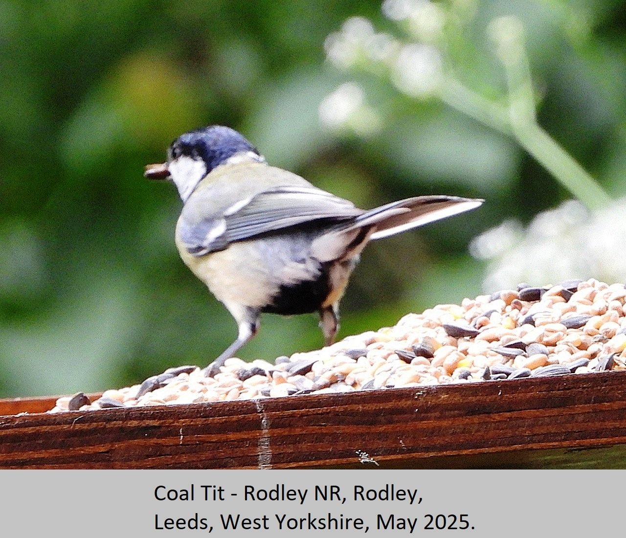 Coal Tit